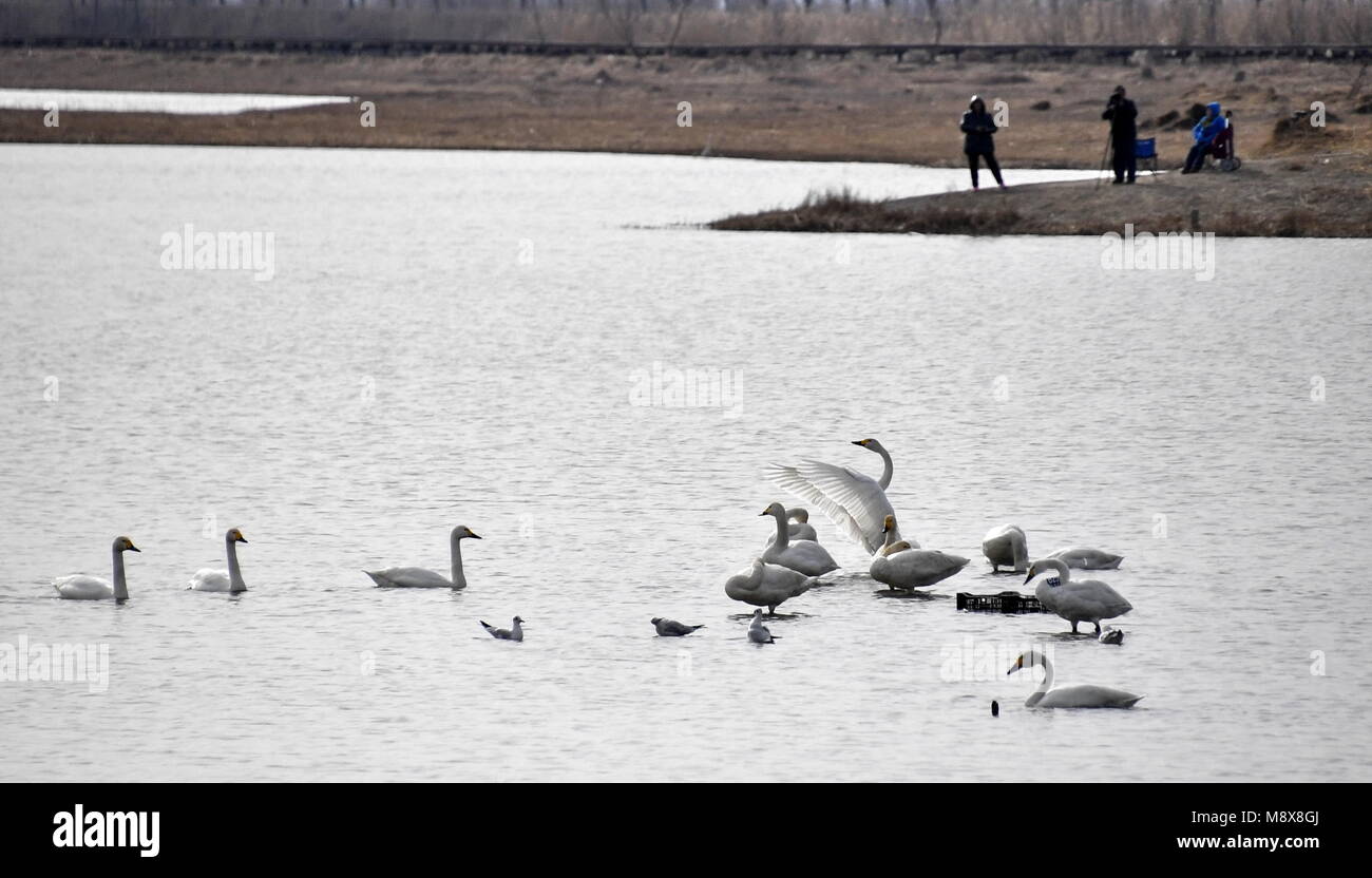 Beijing, China. 20th Mar, 2018. People take photos of swans at the Yeya ...