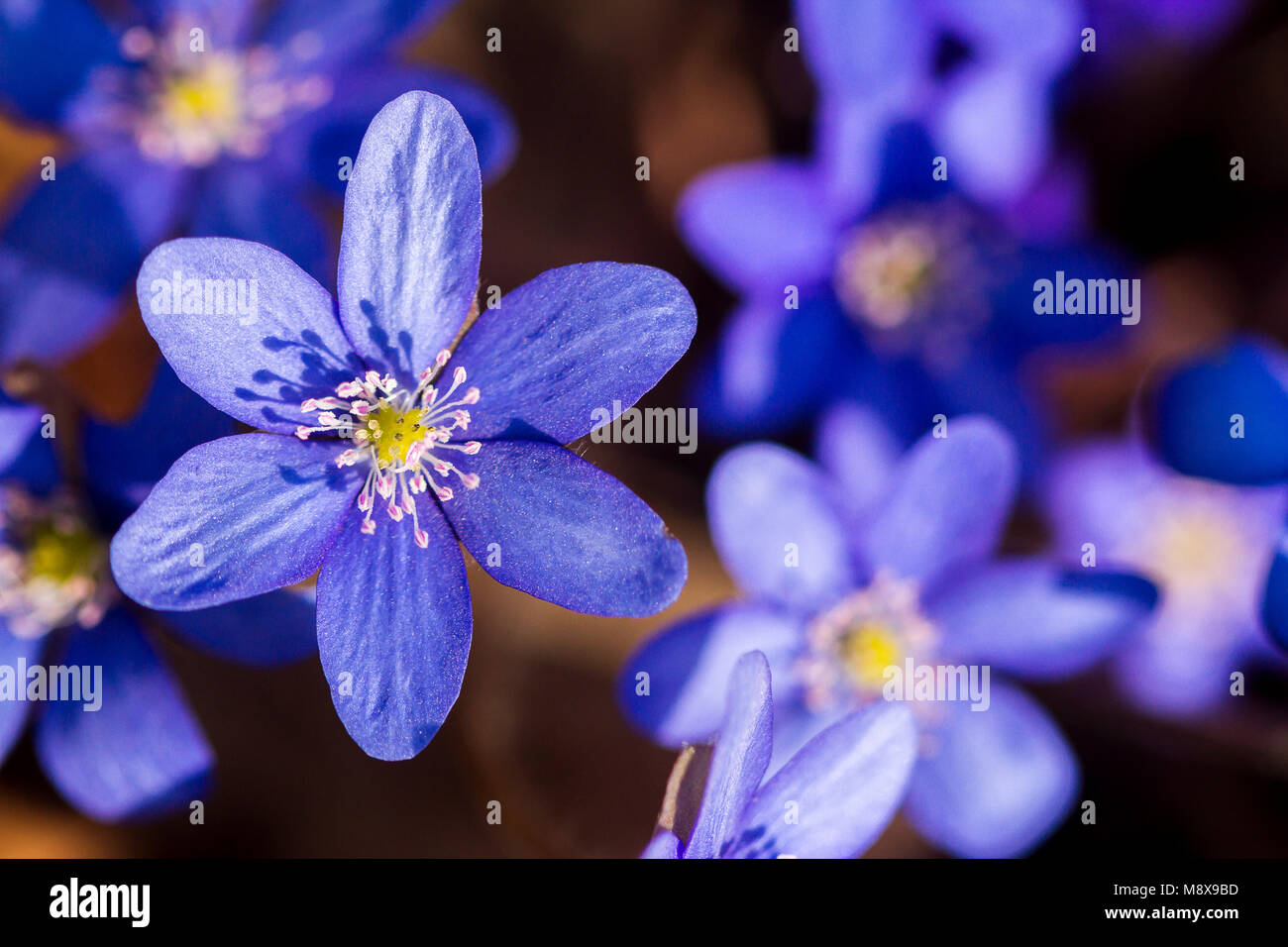 First fresh blue violets in the forest. Blue spring wildflower ...