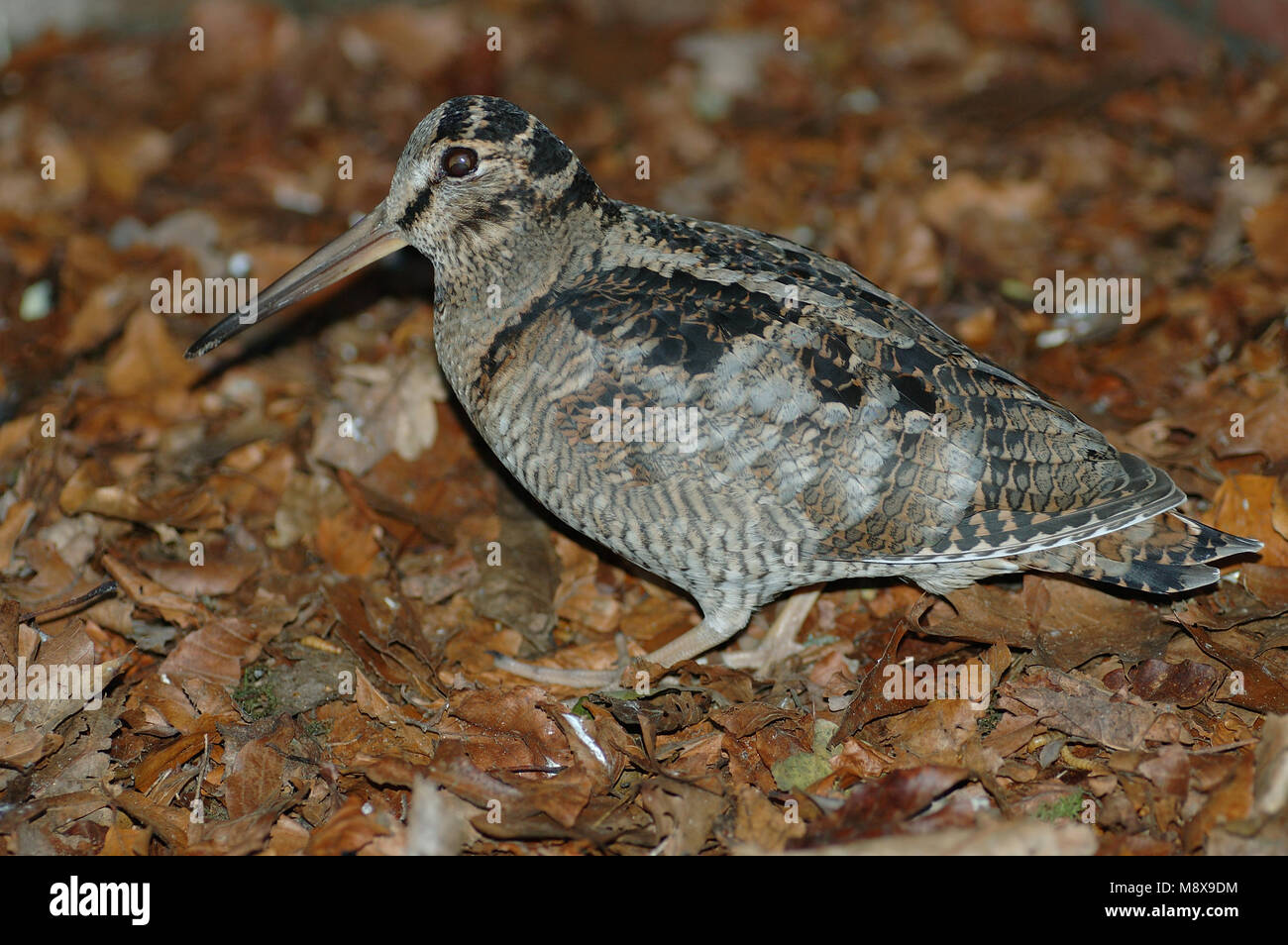 Eurasian woodcock scolopax rusticola adult hi-res stock photography and ...