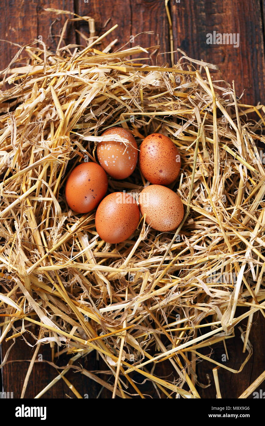 eggs in nest Stock Photo - Alamy