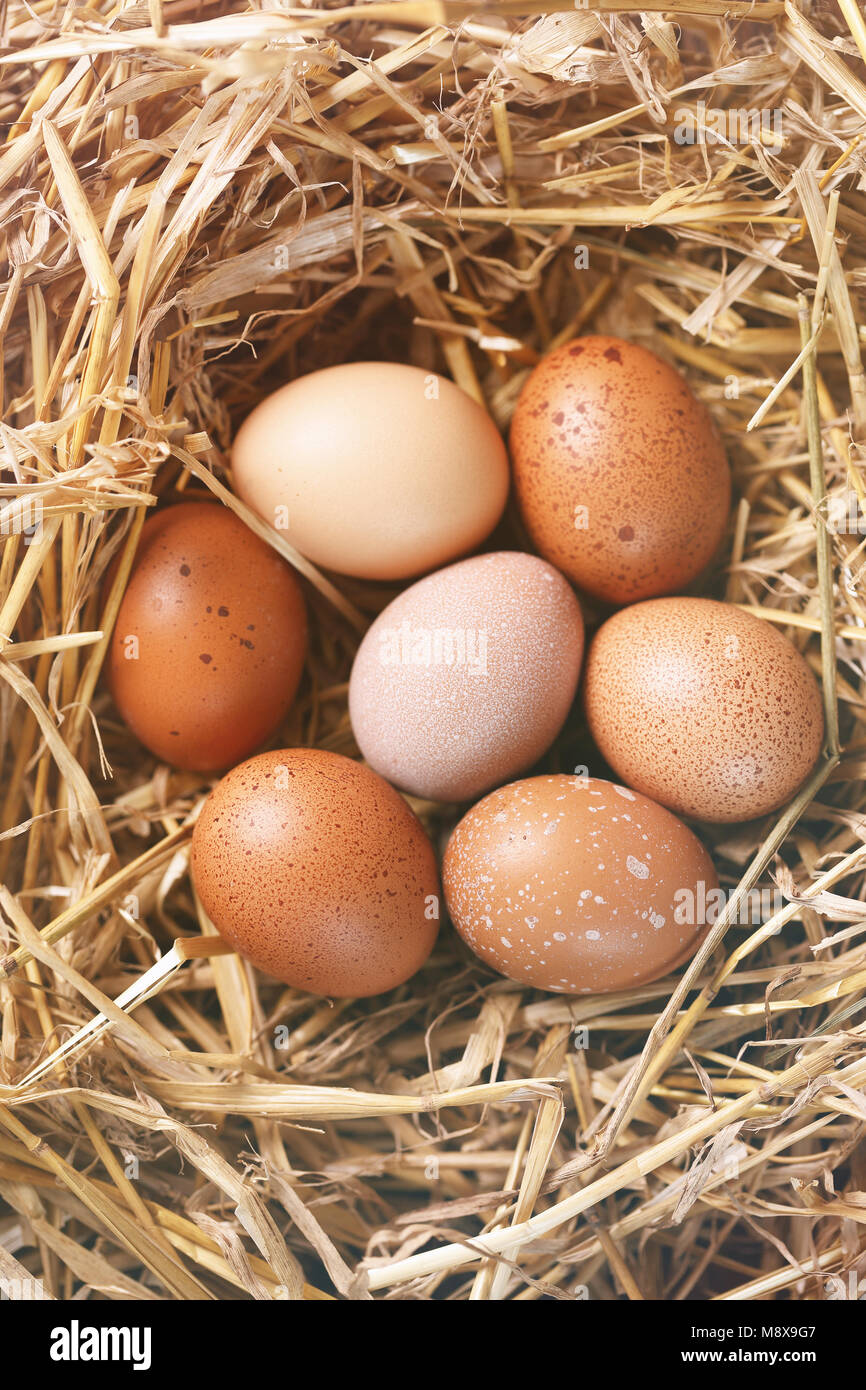 Easter eggs in nest, tinted Stock Photo - Alamy
