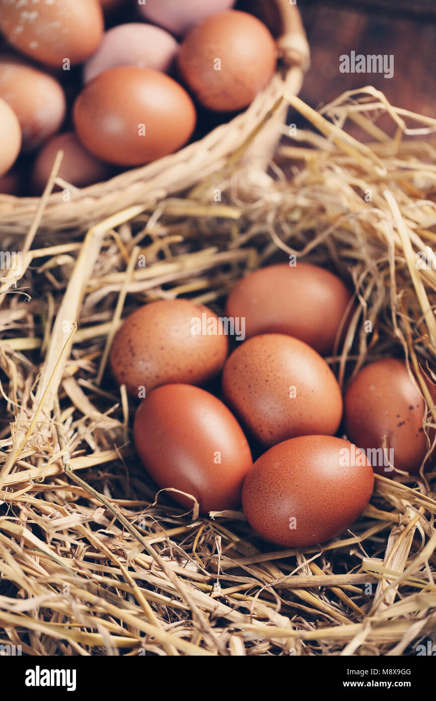 eggs in nest, tinted Stock Photo - Alamy