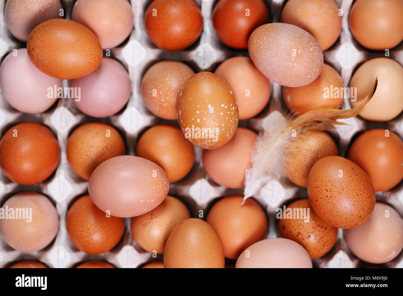 eggs in tray, top view Stock Photo - Alamy