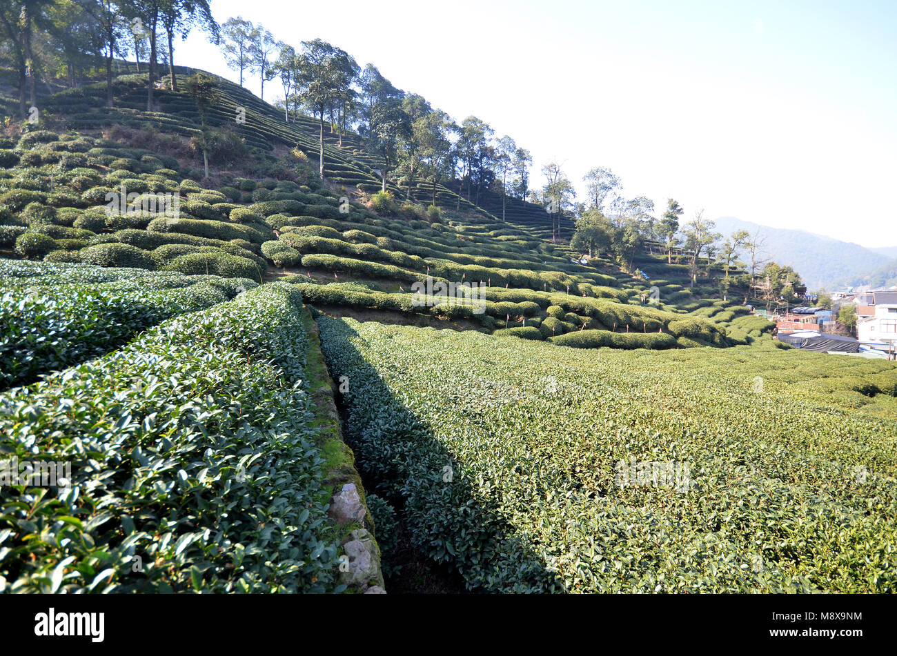Beautiful fresh green chinese Longjing tea plantation. Meijiewu ...