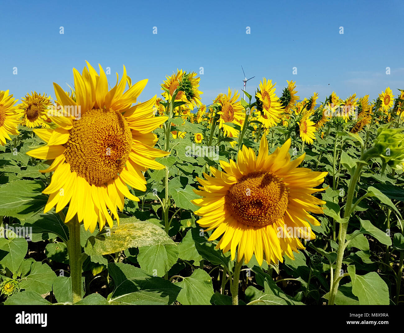 bright yellow sunflowers under the blue sky with wind turbines in the ...