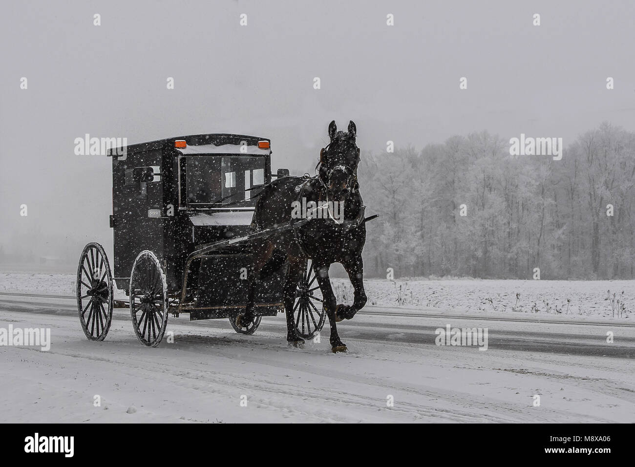 Amish on a snow covered road with a horse and buggy in rural Ontario ...
