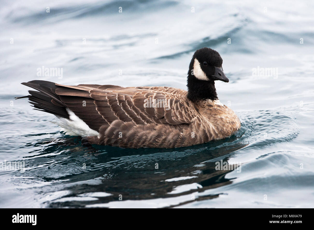 Cackling goose hutchinsii hi-res stock photography and images - Alamy
