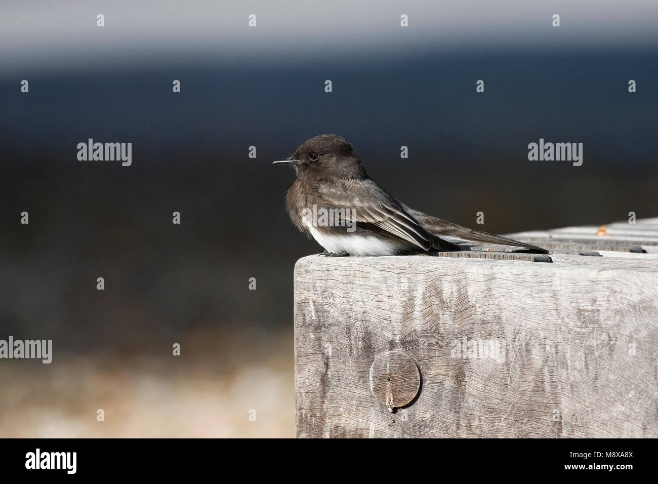 Zwarte Phoebe zittend; Black Phoebe perched Stock Photo - Alamy