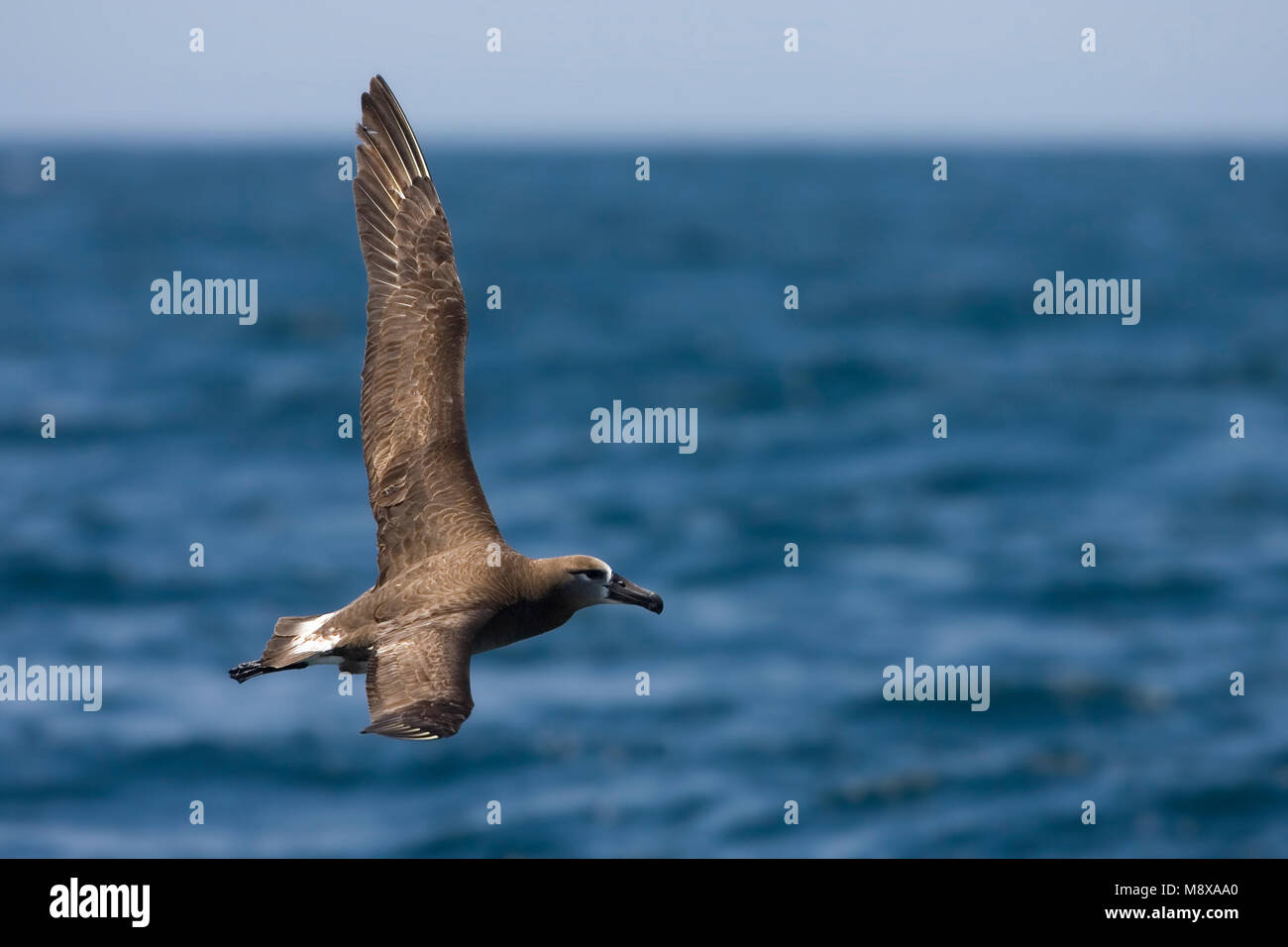 Flying albatros hi-res stock photography and images - Alamy