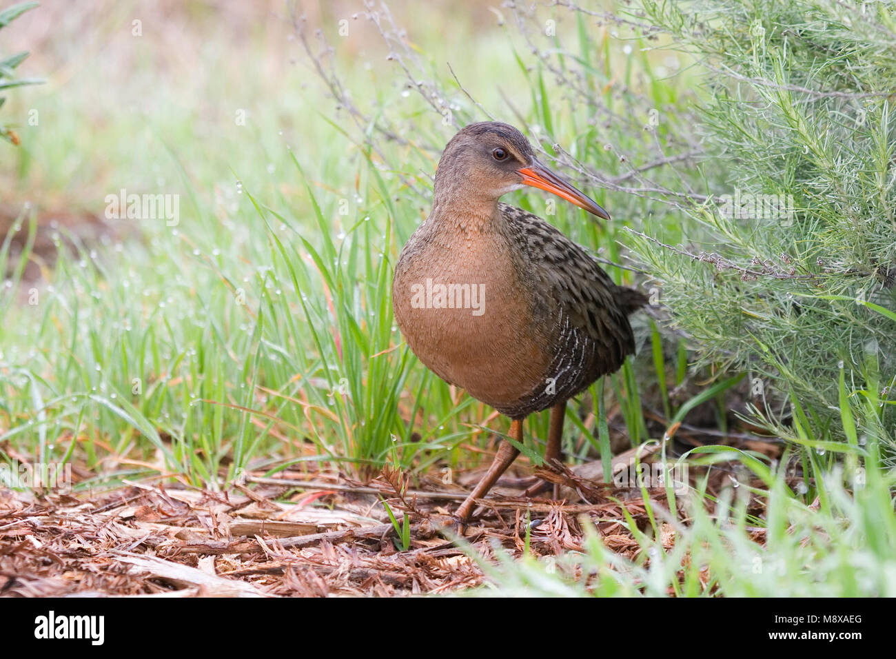 Klapperral staand; Clapper Rail perched Stock Photo - Alamy