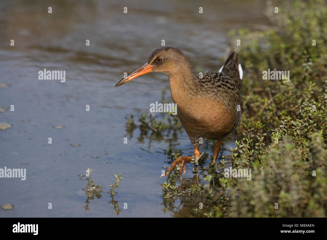 Clapper Rail High Resolution Stock Photography and Images - Alamy