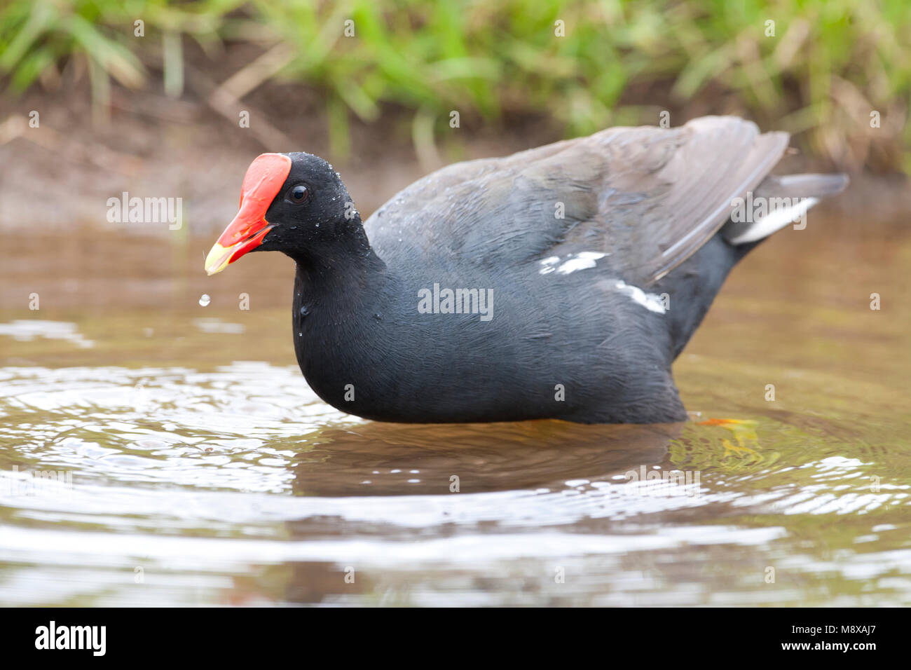 Hawaiian common moorhen hi-res stock photography and images - Alamy