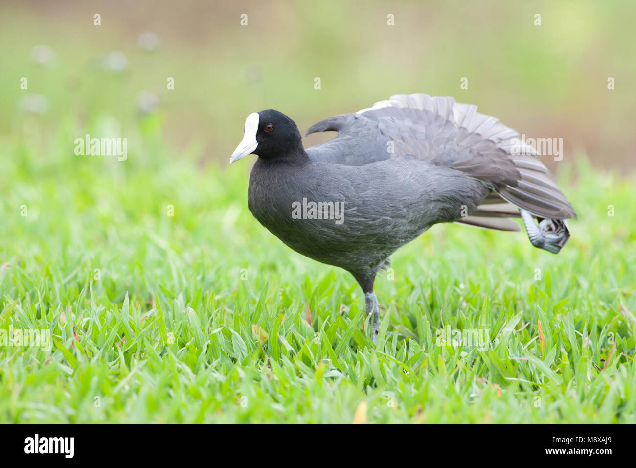 Hawaiiaanse Meerkoet; Hawaiian Coot Stock Photo - Alamy
