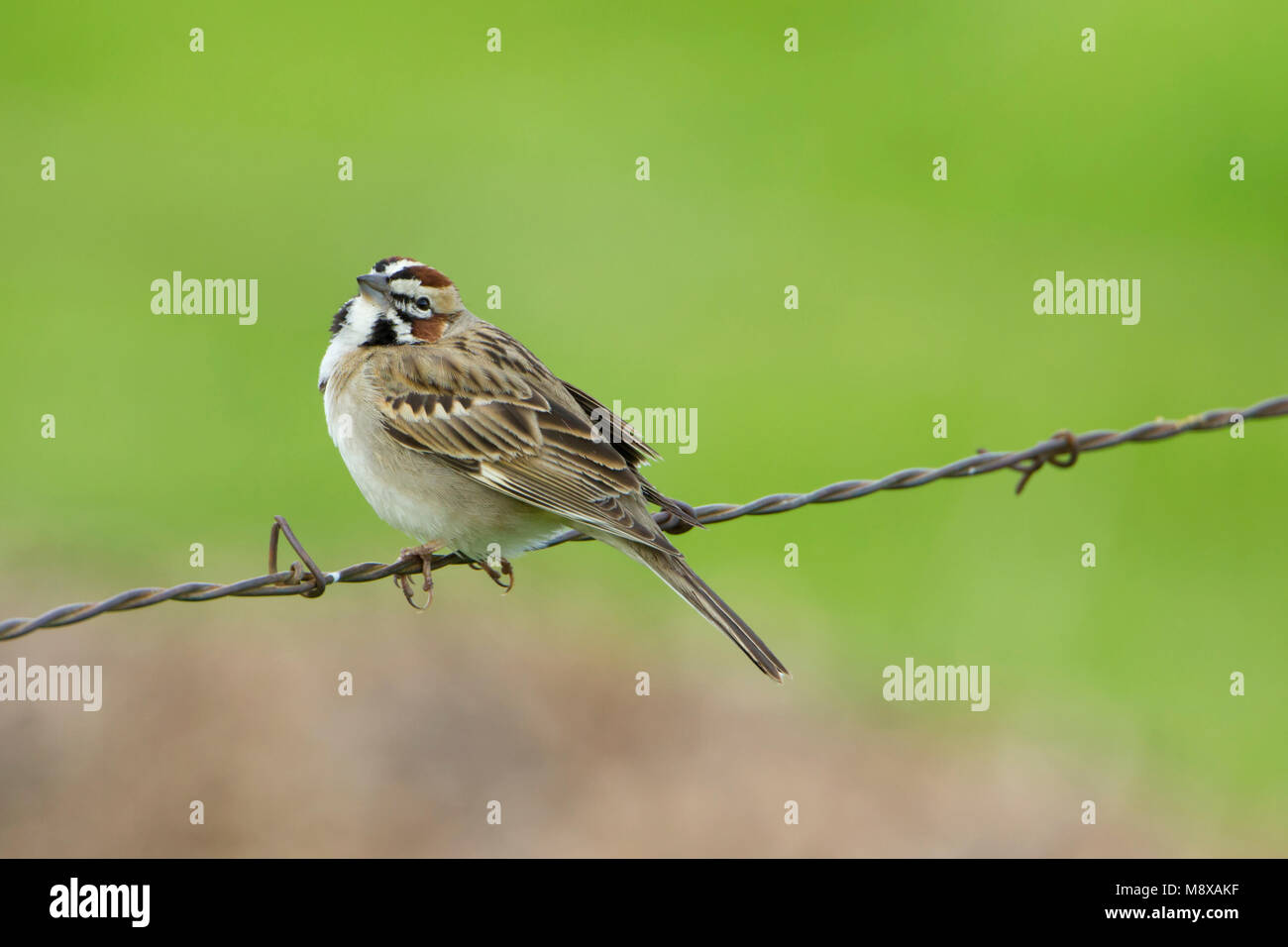 Lark sparrow hi-res stock photography and images - Alamy