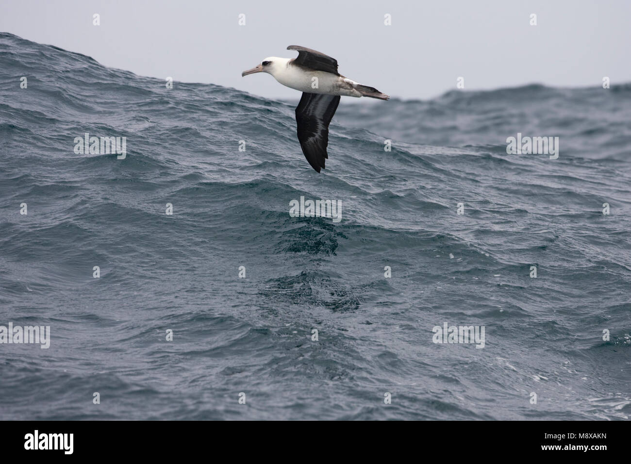 Laysanalbatros in vlucht; Laysan Albatross in flight Stock Photo - Alamy