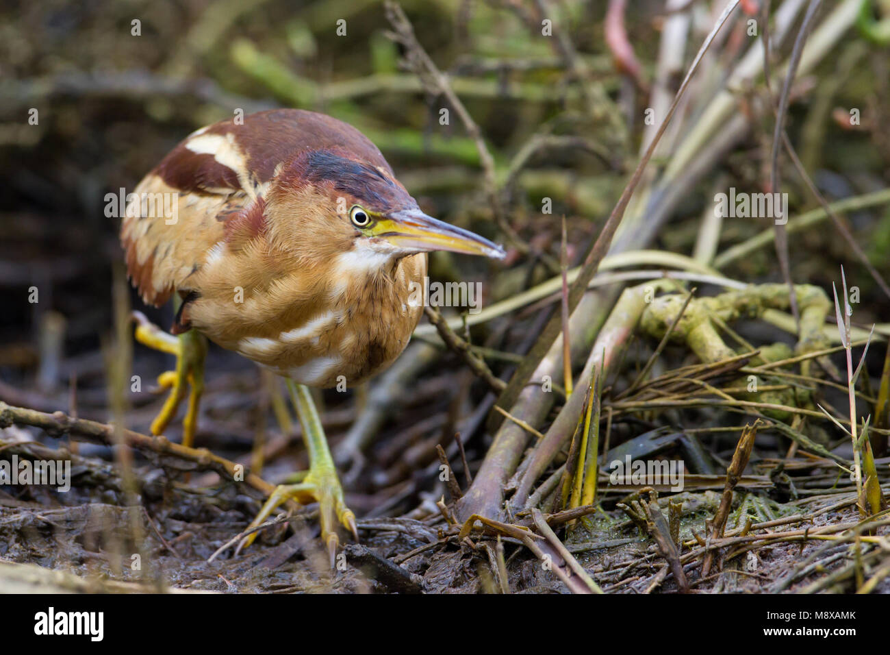 Vrouwtje Amerikaanse Woudaap; Female Least Bittern Stock Photo - Alamy