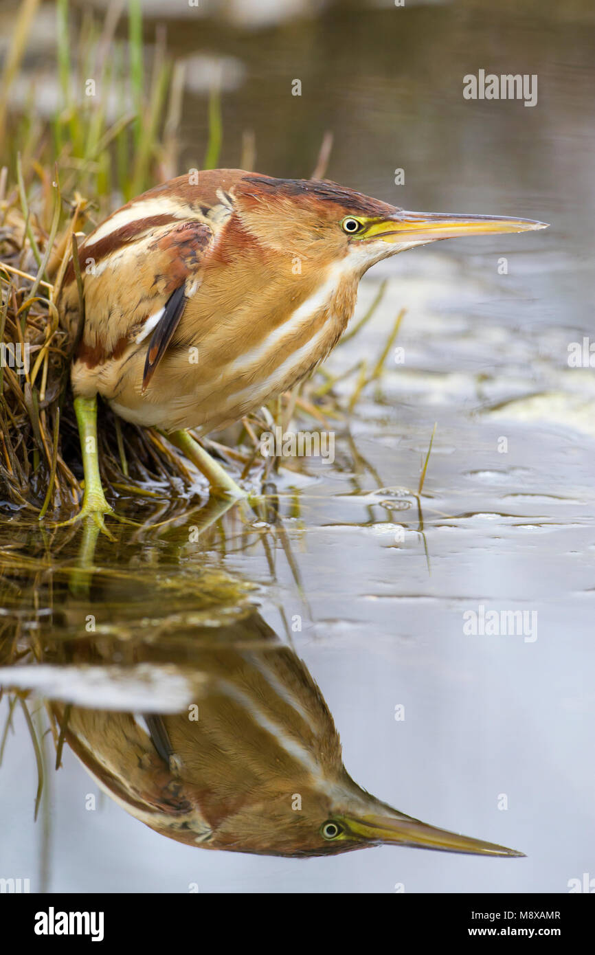Vrouwtje Amerikaanse Woudaap; Female Least Bittern Stock Photo - Alamy