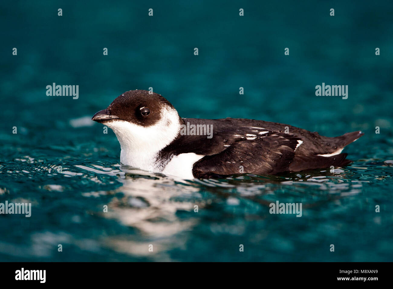 Little auk alle alle hi-res stock photography and images - Alamy