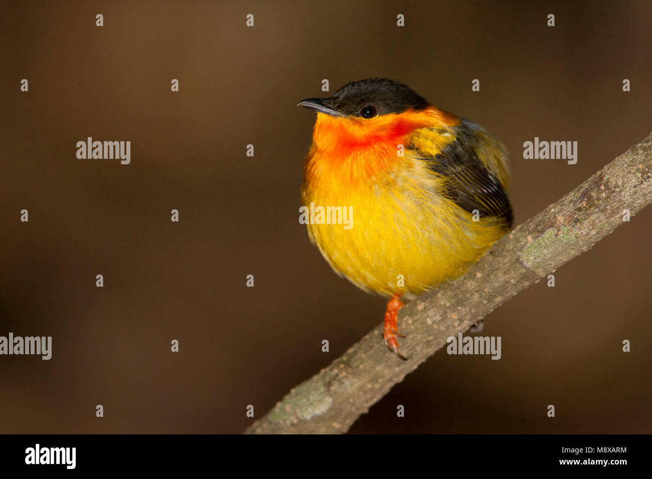 Manacus aurantiacus hi-res stock photography and images - Alamy