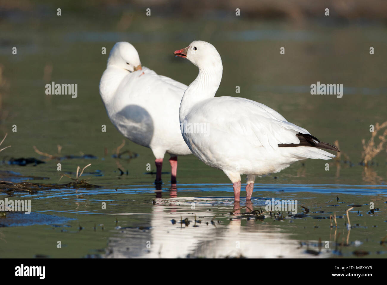 Ross goose hi-res stock photography and images - Alamy