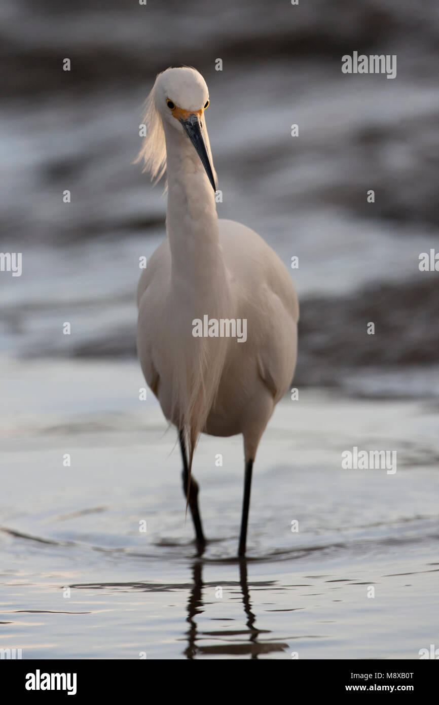 Amerikaanse Kleine Zilverreiger; Snowy Egret Stock Photo - Alamy