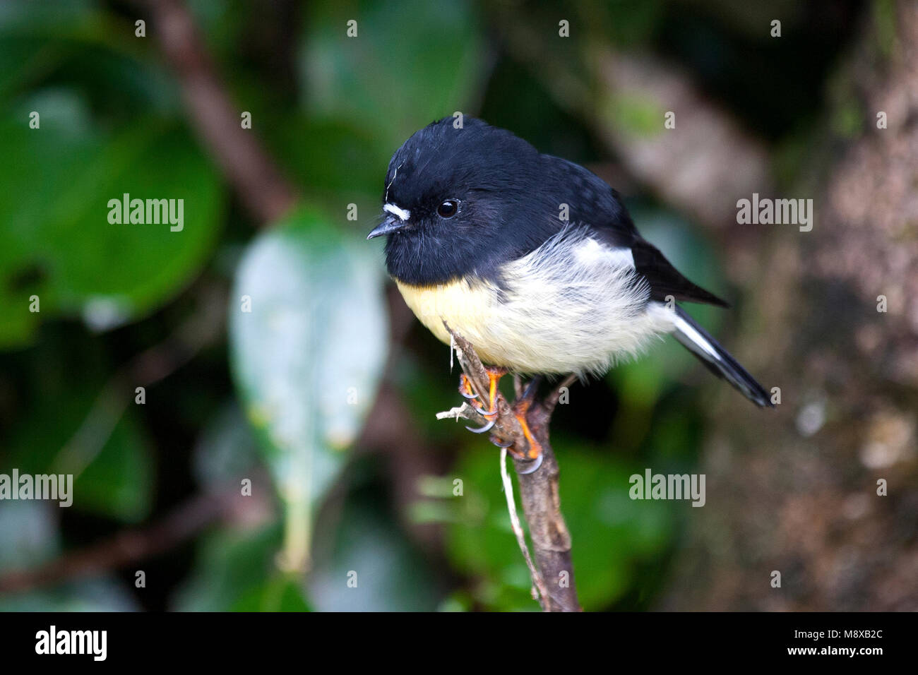 Maori vliegenvanger hi-res stock photography and images - Alamy