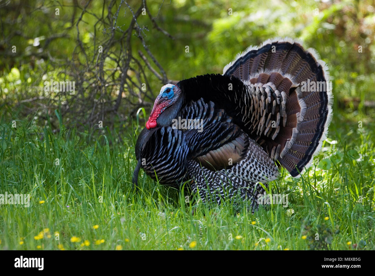 Kalkoen baltsend; Wild Turkey displaying Stock Photo - Alamy