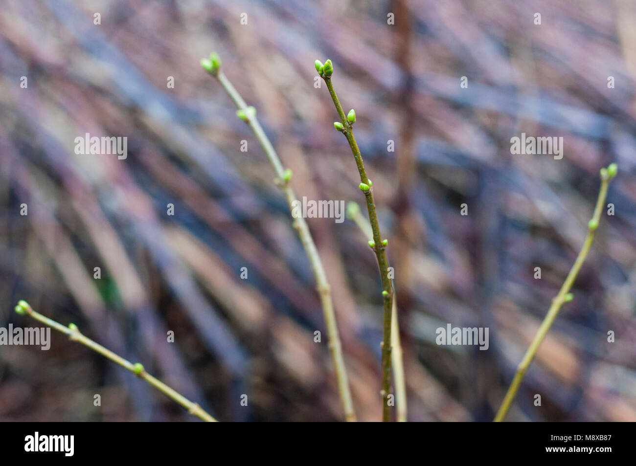 Young buds on bush plant stems composition Stock Photo - Alamy