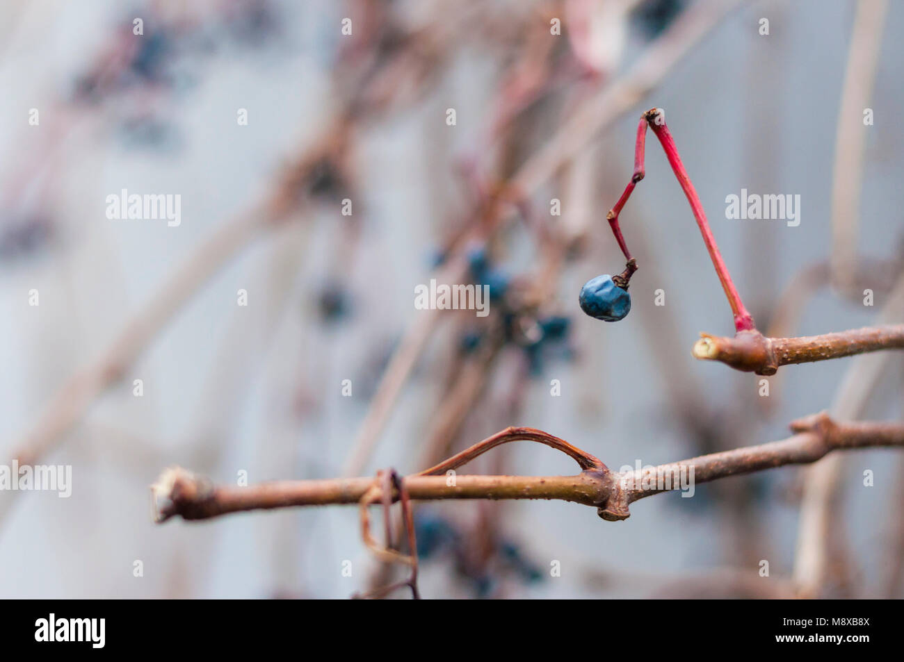 Wild death dry grape plant at winter Stock Photo - Alamy