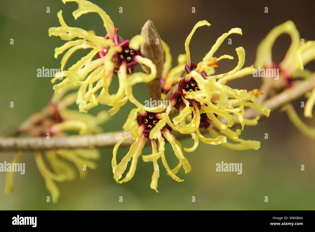 Hamamelis x intermedia pallida hi-res stock photography and images - Alamy