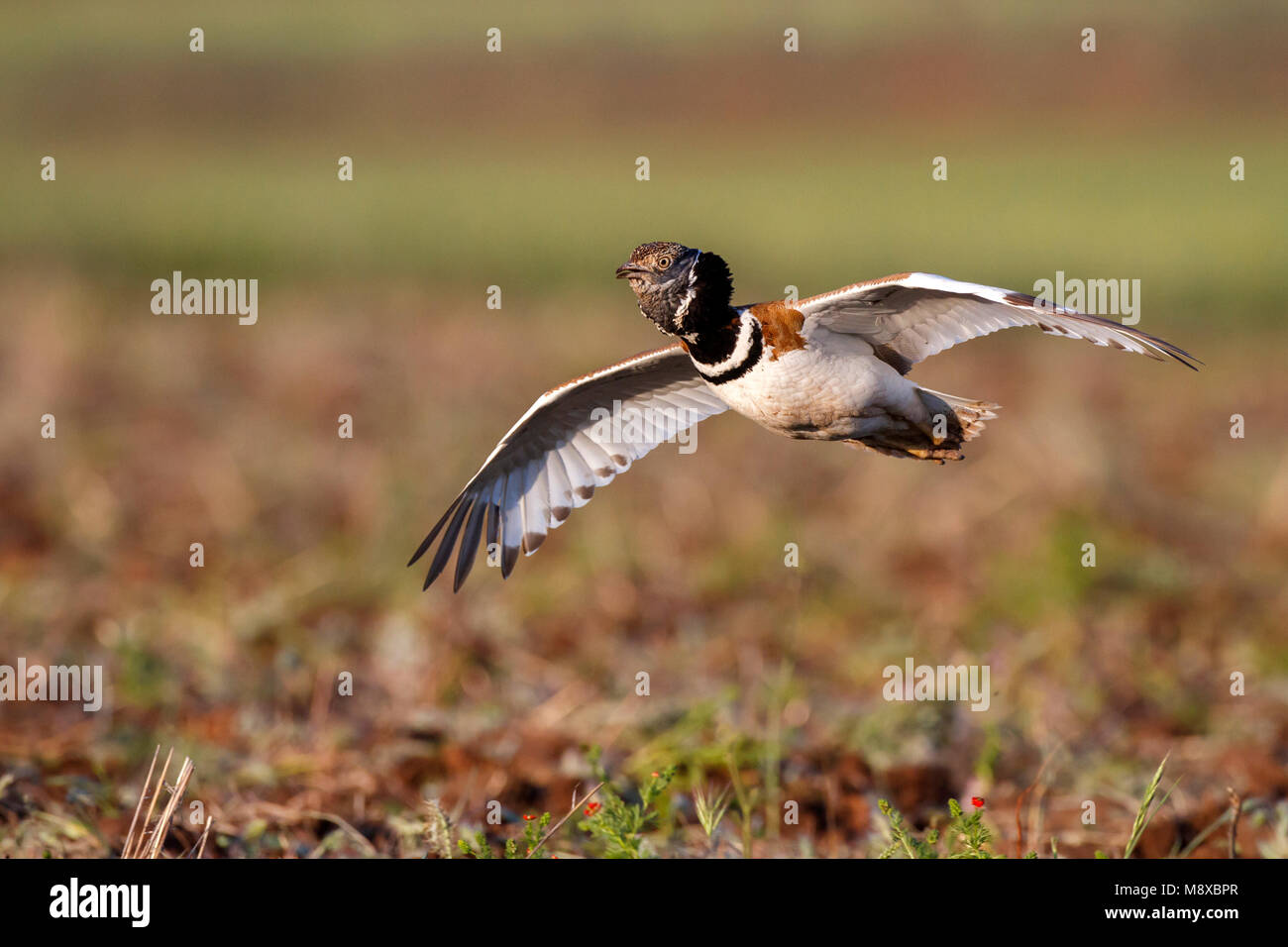 Oscar little hi-res stock photography and images - Alamy