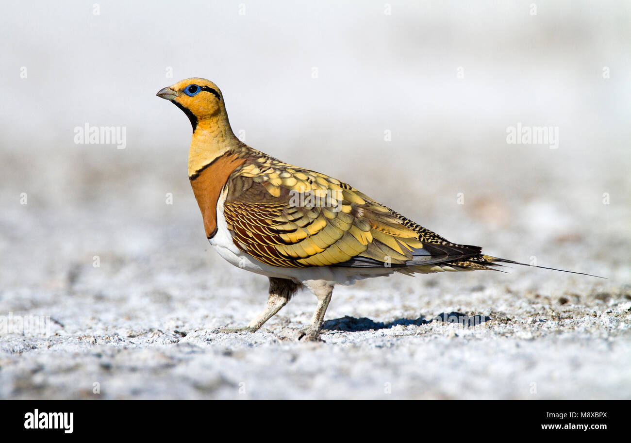 Witbuikzandhoen, Pin-tailed Sandgrouse, Pterocles alchata Stock Photo ...