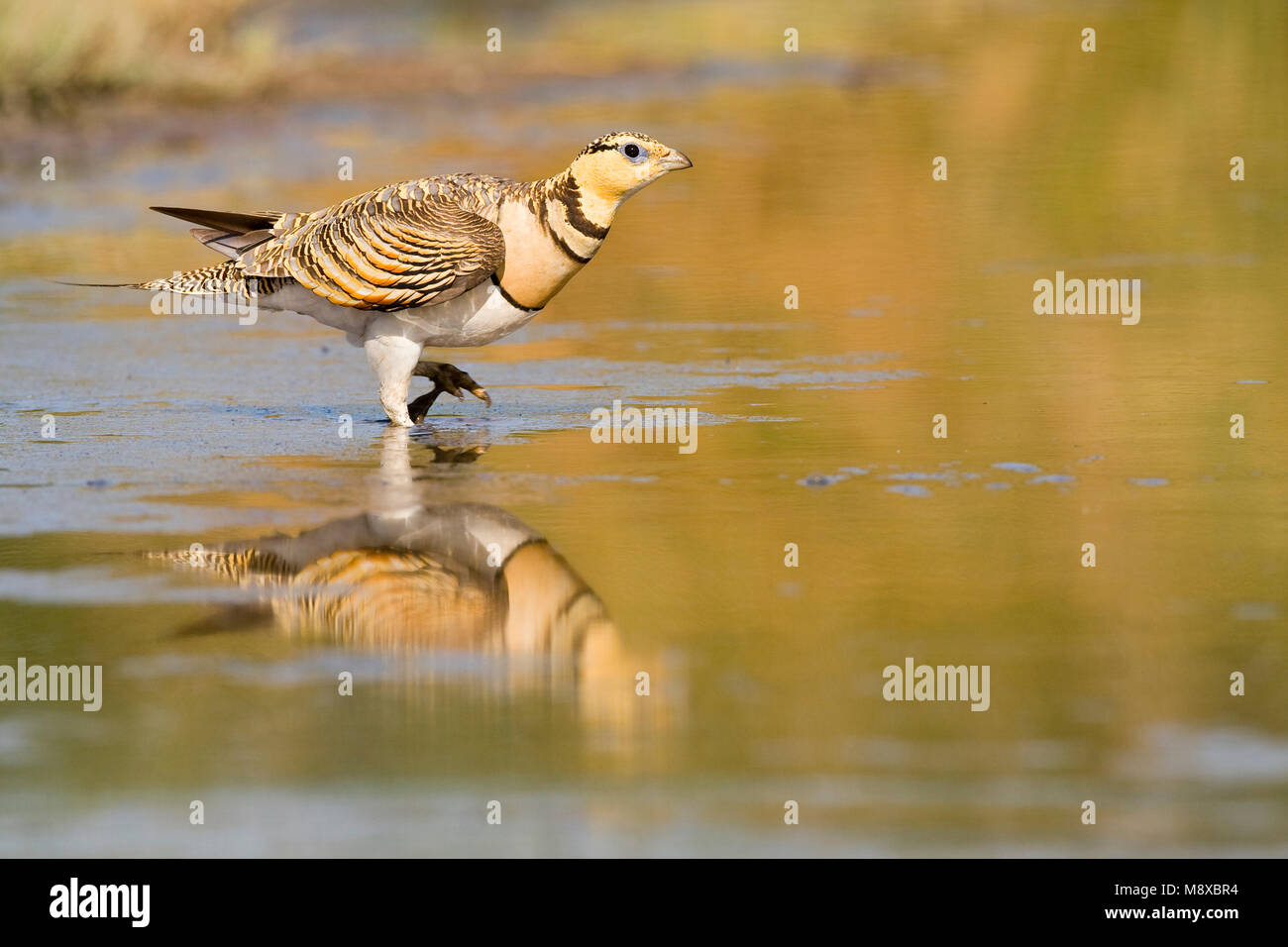 Witbuikzandhoen, Pin-tailed Sandgrouse, Pterocles alchata Stock Photo ...