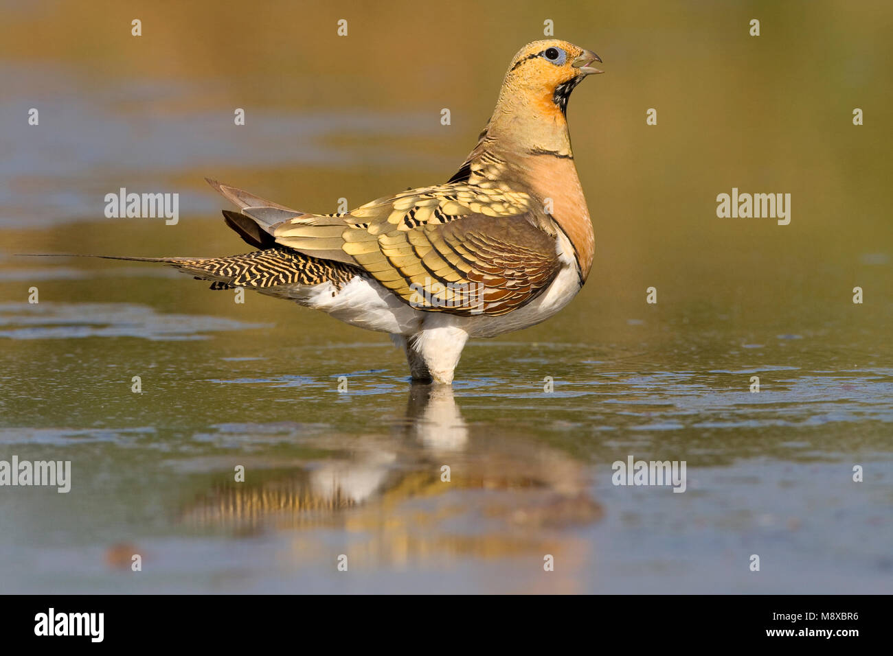 Witbuikzandhoen, Pin-tailed Sandgrouse, Pterocles alchata Stock Photo ...