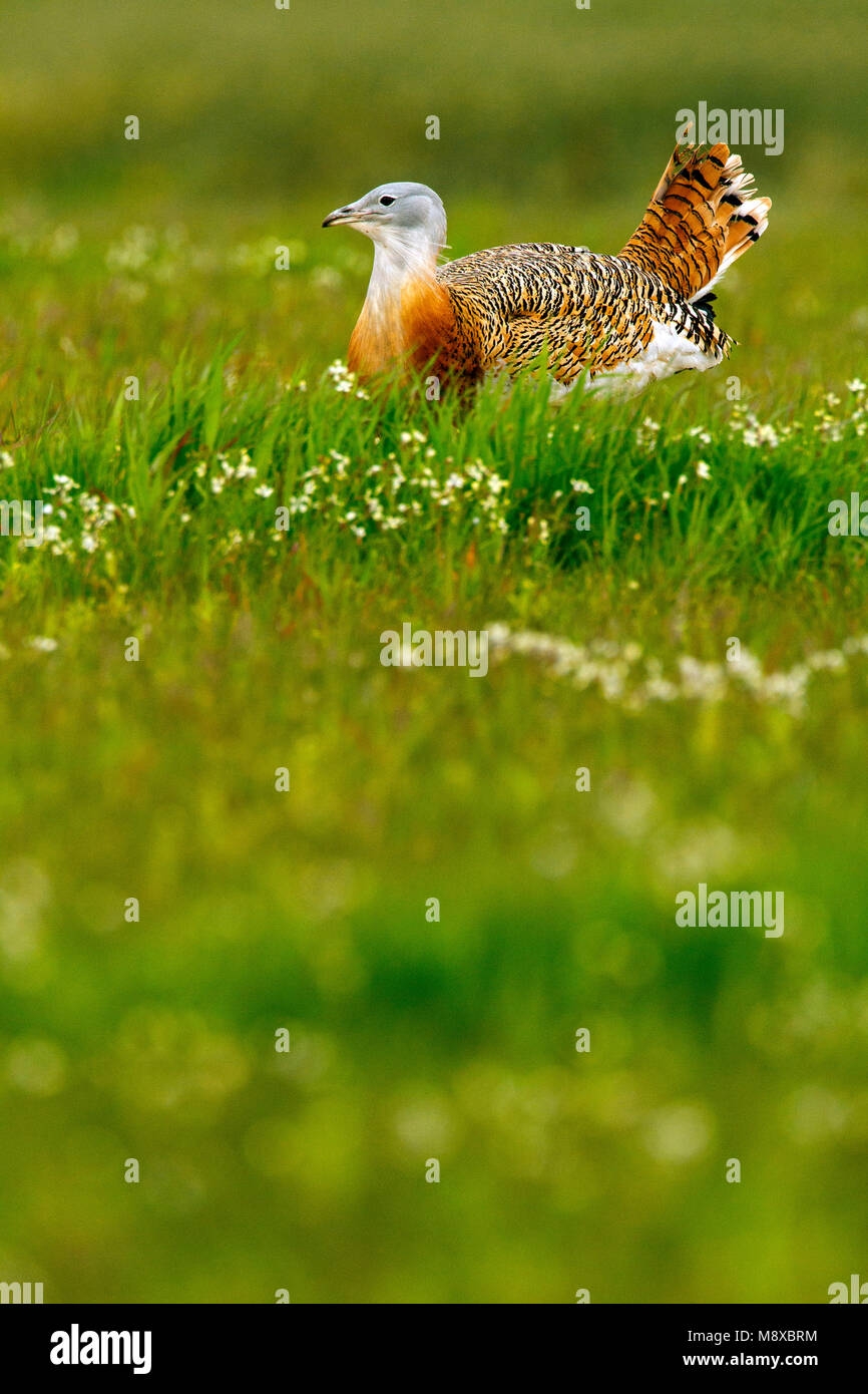 Great Bustard male during spring Stock Photo - Alamy