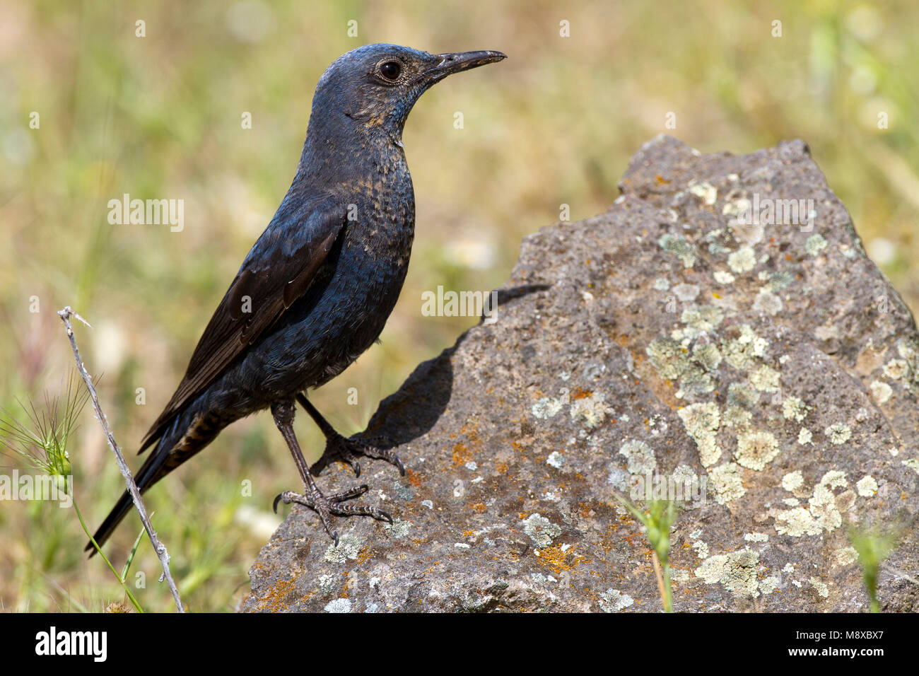 Rock trush hi-res stock photography and images - Alamy