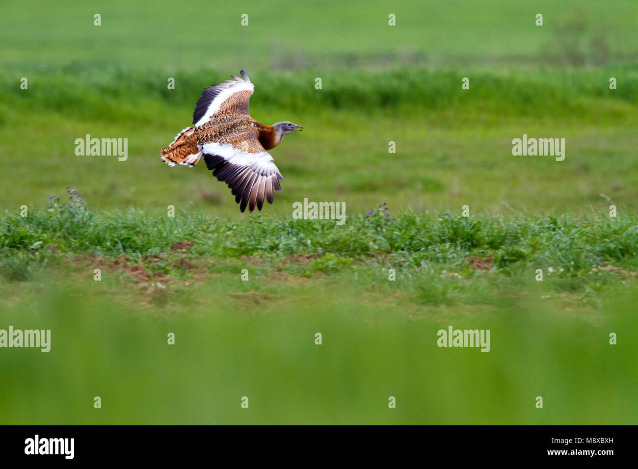 Vliegende Grote Trap; Flying Great Bustard (Otis tarda Stock Photo - Alamy