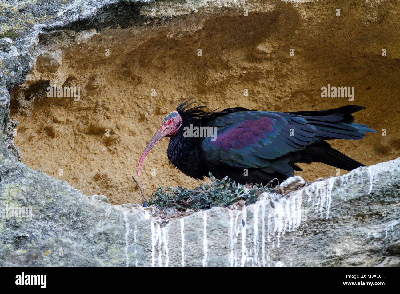 Heremietibis van Spaans herintroductie project; Northern Bald Ibis of ...