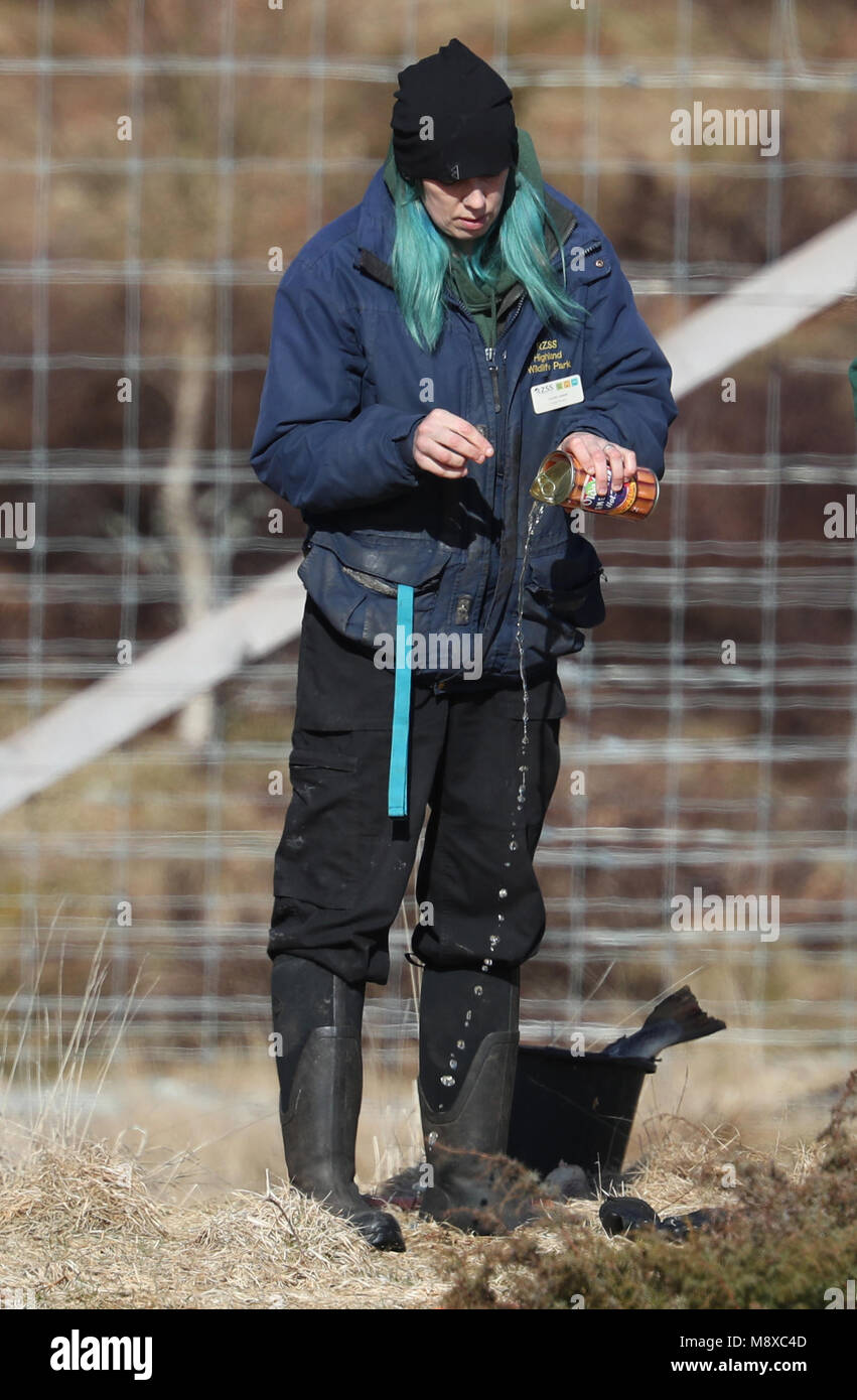 Keeper Vicki Larkin puts out hotdogs as food for polar bear Victoria ...