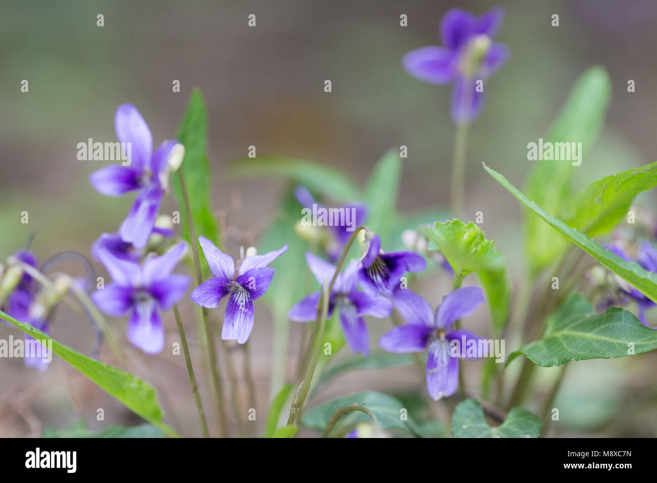 Wild violet flowers blooming in spring Stock Photo - Alamy