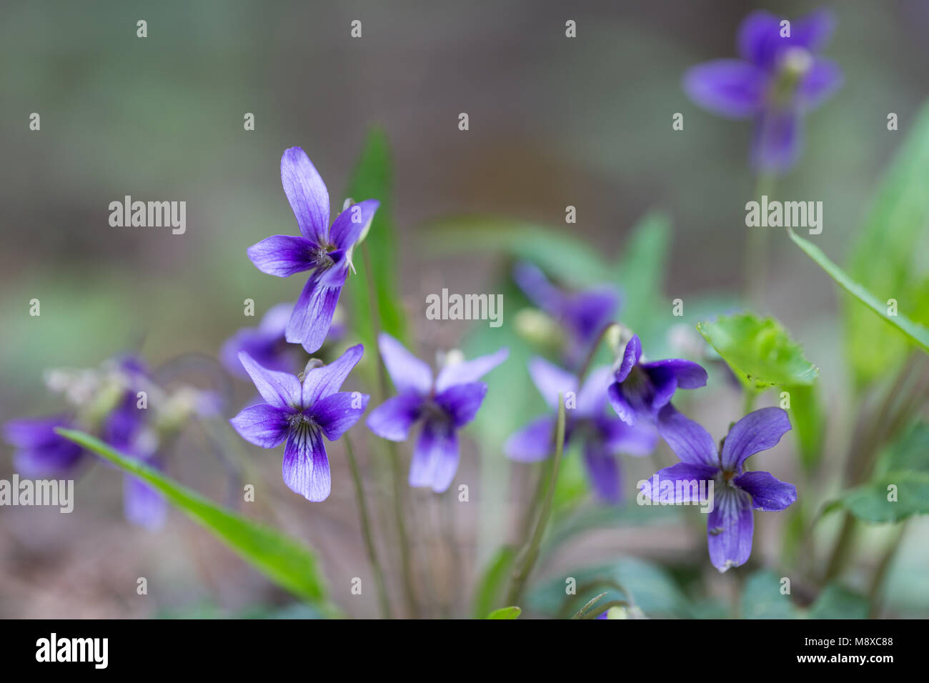 Wild violet flowers blooming in spring Stock Photo - Alamy