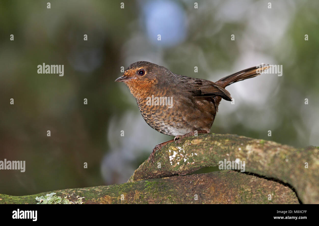 Pilotbird (Pycnoptilus floccosus) is endemic to south-east New South ...