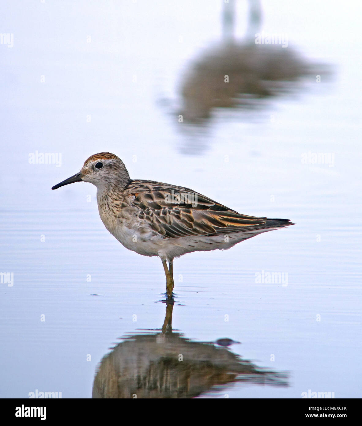 Siberische strandloper, Sharp-tailed Sandpiper, Calidris acuminata ...