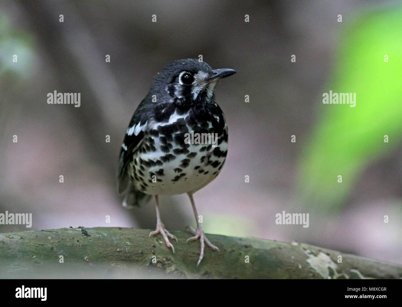 Mindorolijster, Ashy Thrush, Zoothera cinerea Stock Photo - Alamy