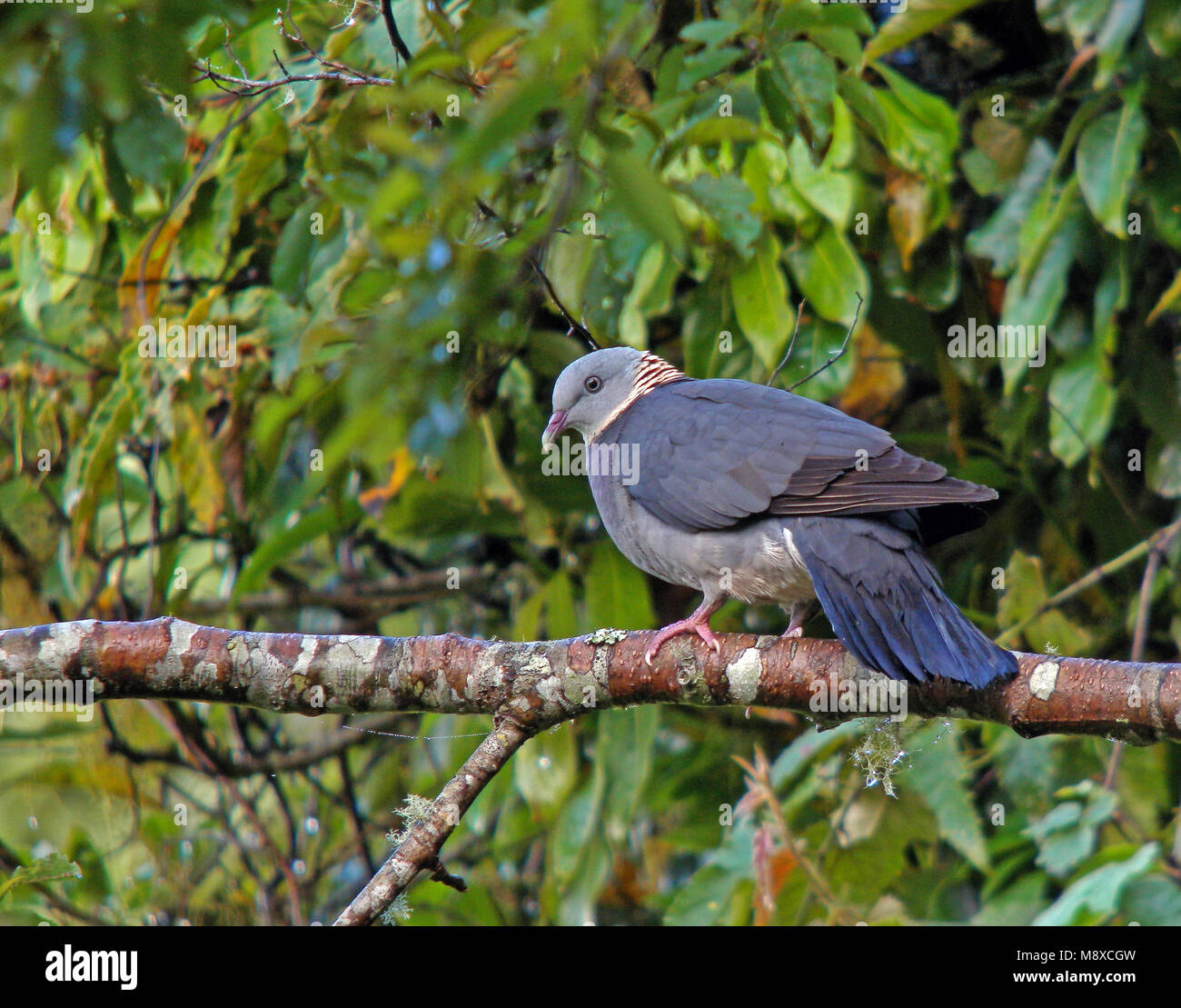 Houtduif wood pigeon hi-res stock photography and images - Alamy