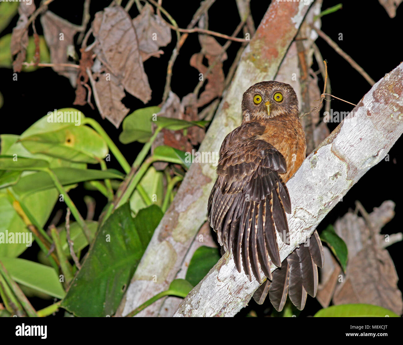 Ninox rumseyi hi-res stock photography and images - Alamy