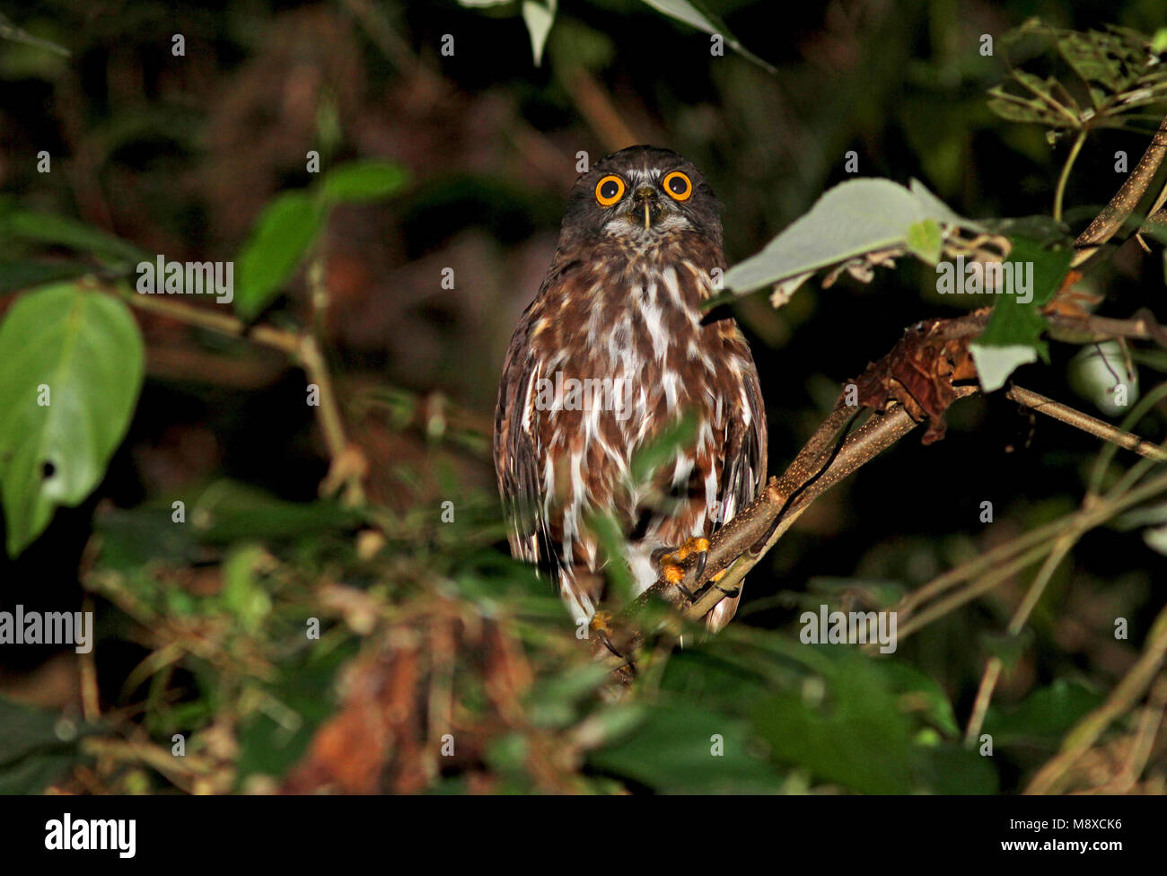 Filippijnse Boeboekuil, Chocolate Boobook, Ninox randi Stock Photo - Alamy