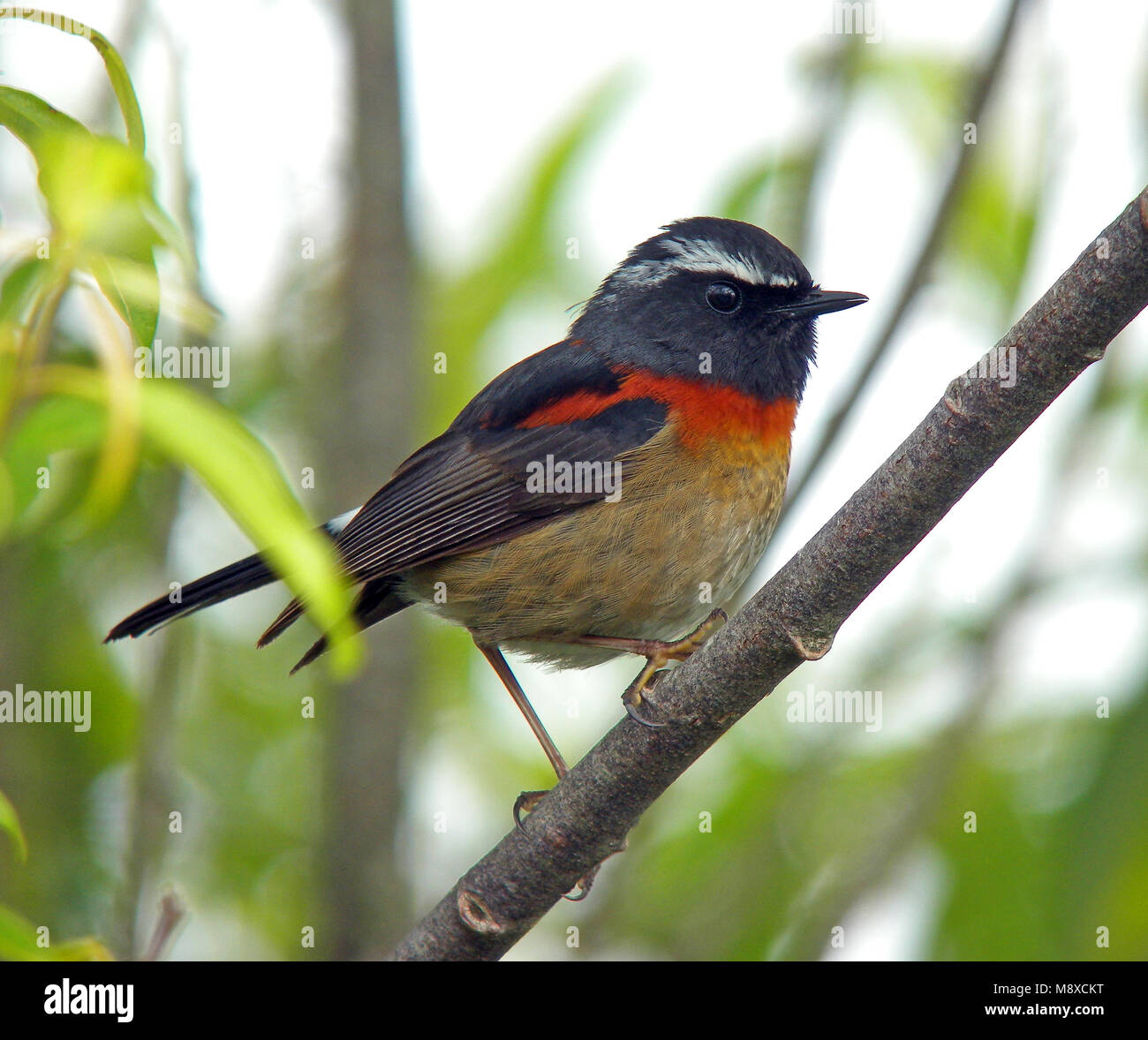 Bush robin hi-res stock photography and images - Alamy