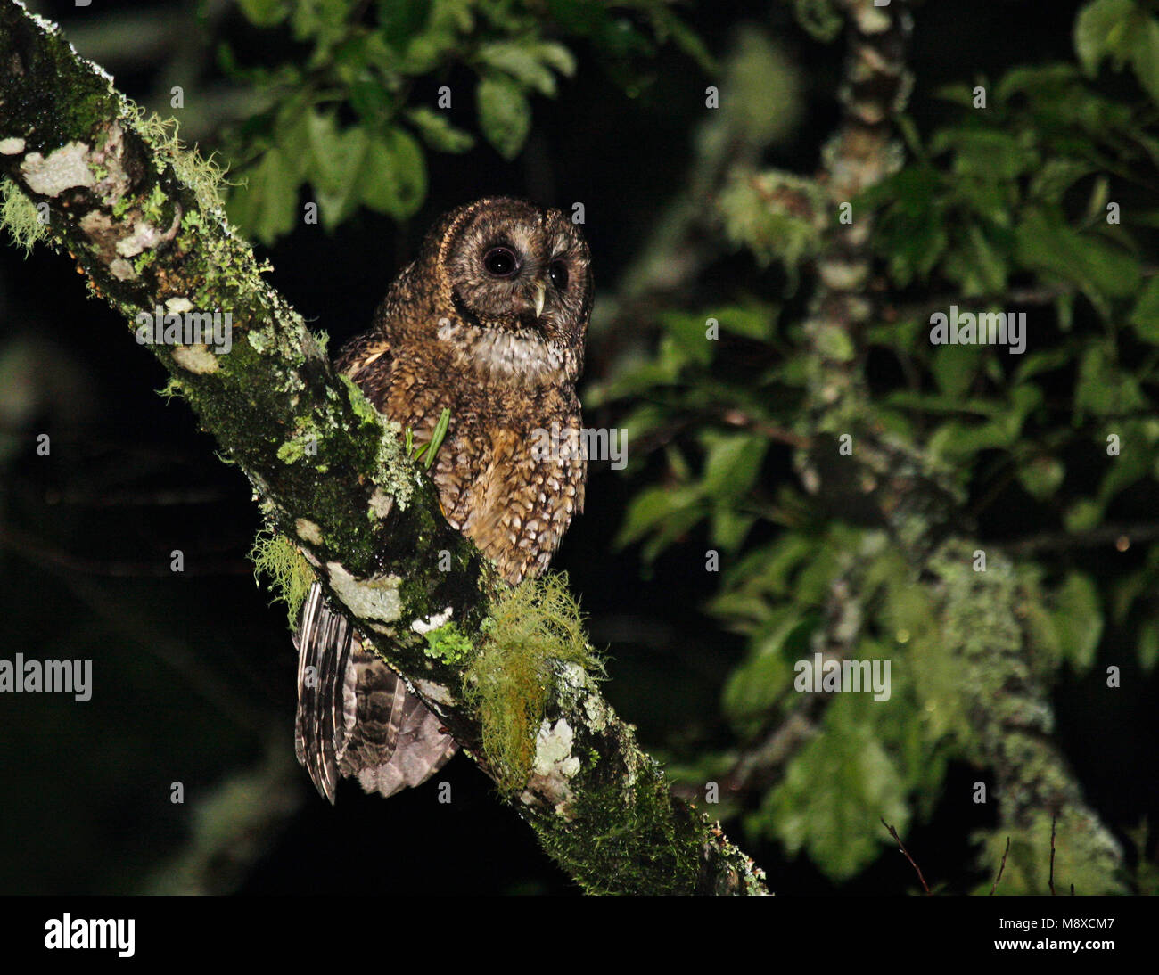Himalayan wood owl hi-res stock photography and images - Alamy