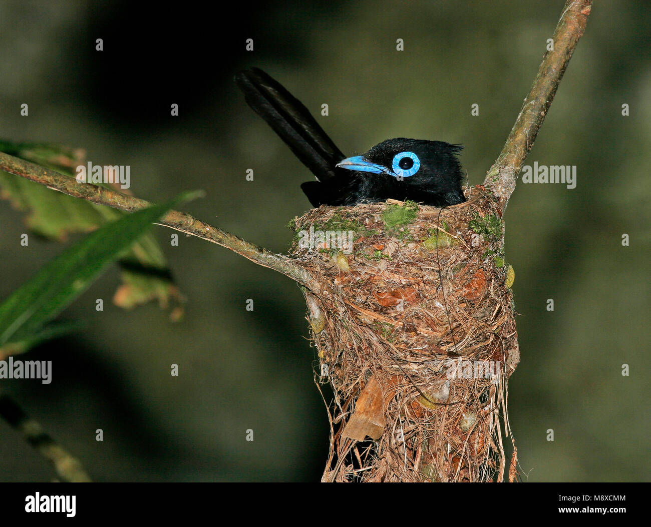 Japanse Paradijsmonarch op nest, Japanese Paradise-Flycatcher on nest ...